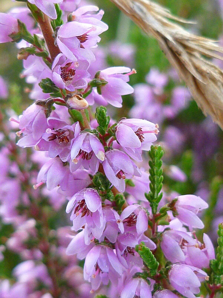Heather Flower Tea | Traditional Digestive & Wellness Support | La Vie Tea
